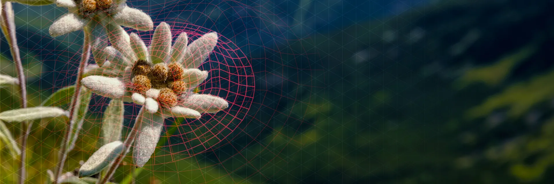 Contact – Singularity Software